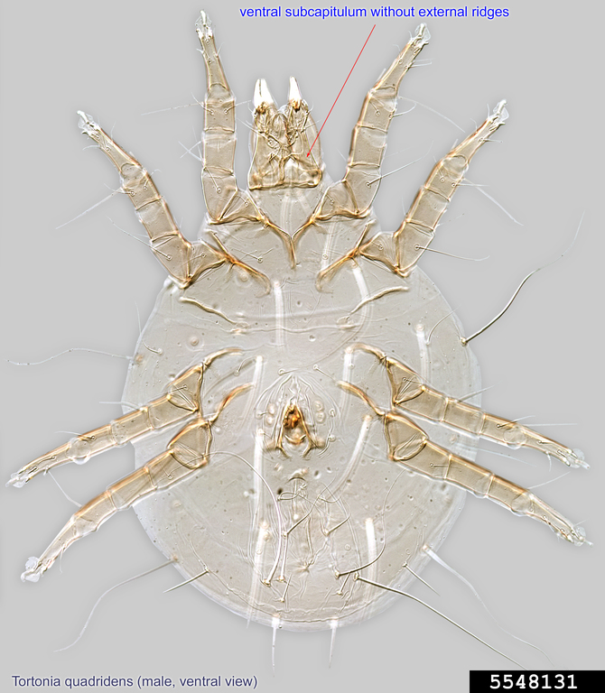 bee mite (Tortonia quadridens)