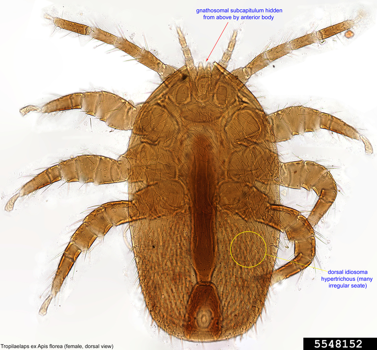 Asian bee mite (Genus Tropilaelaps)