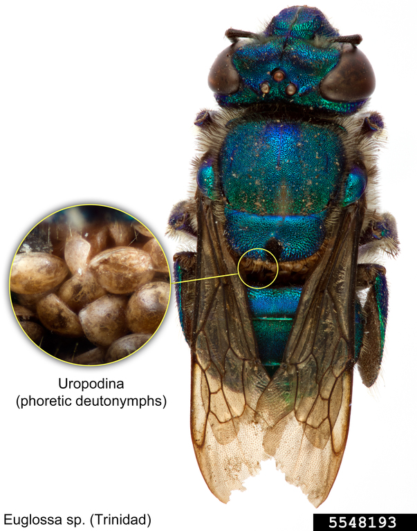 [Guatemala City, Guatemala] What kind of bee/insect is this? : r ...