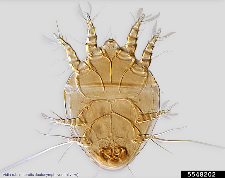 bee mite (Vidia rubi)