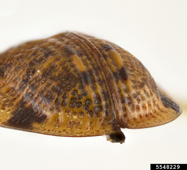 tortoise beetle (Cassida piperata Hope, 1842)