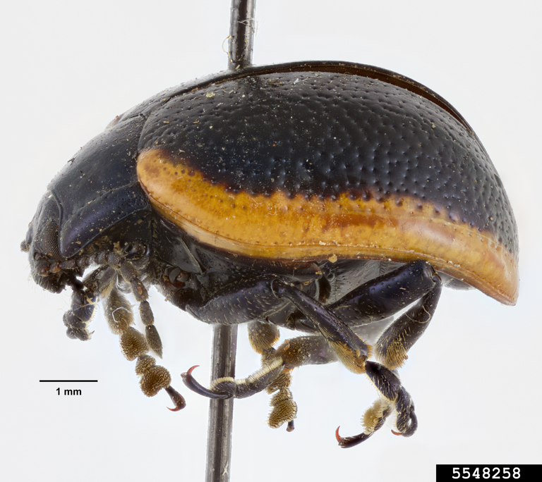leaf beetle (Chrysolina gypsophila (Kuster, 1845))