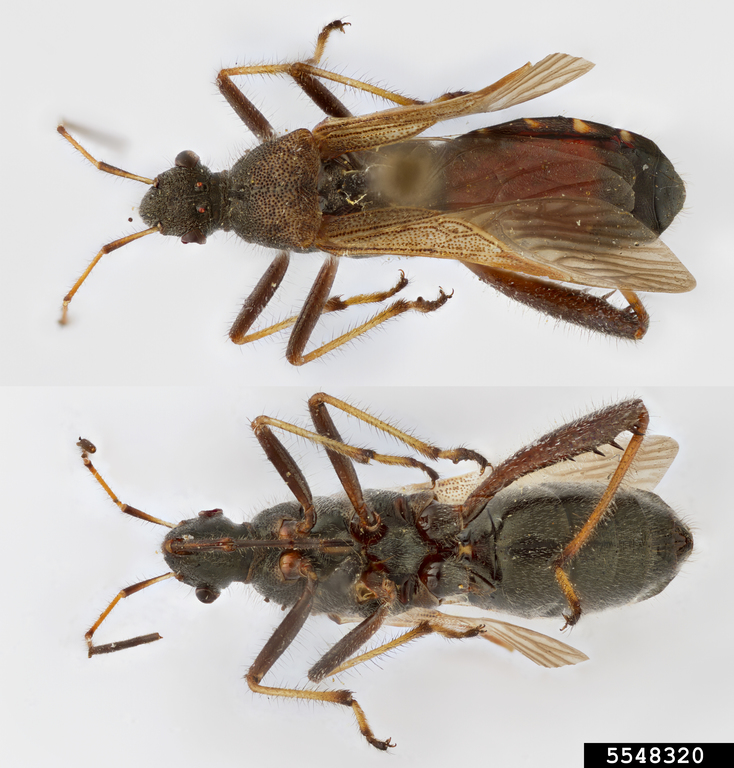 Broad-headed bug (Alydus eurinus)