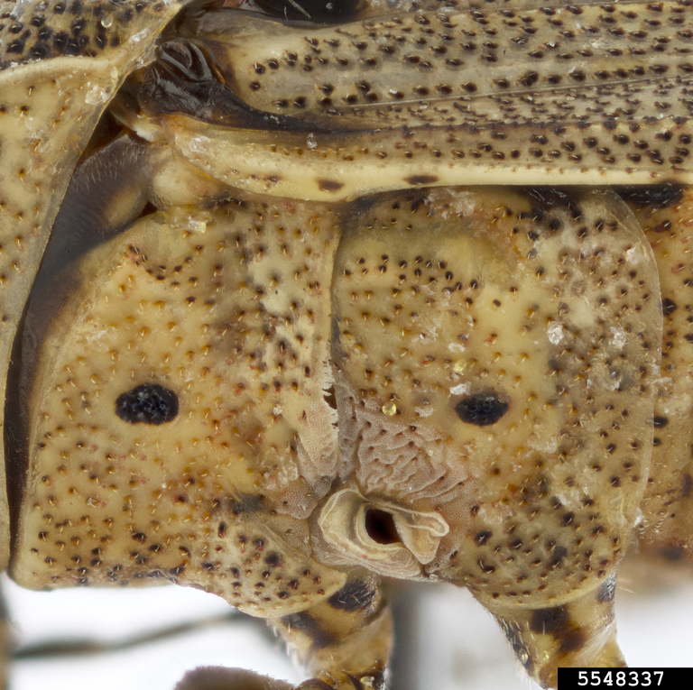 Leaf-footed bug (Catorhintha mendica Stål)