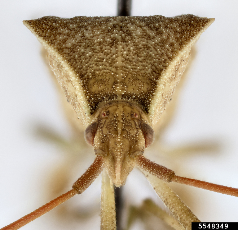 Leaf-footed bug (Mozena obtusa Uhler)