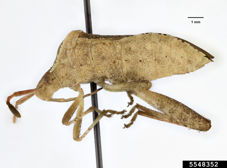 Leaf-footed bug (Mozena obtusa Uhler)