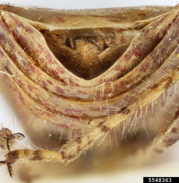 Louisiana scentless plant bug (Niesthrea louisianica Sailer)