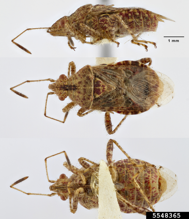 Louisiana scentless plant bug (Niesthrea louisianica Sailer)