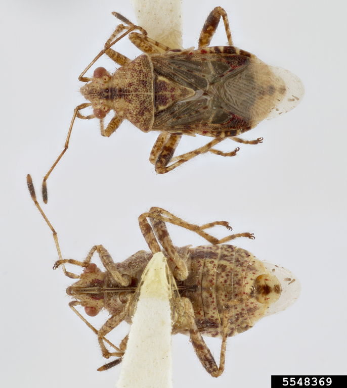 Louisiana scentless plant bug (Niesthrea louisianica Sailer)