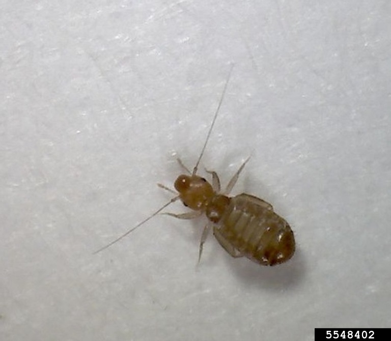 bark lice (family Psocidae) (Family Psocidae)