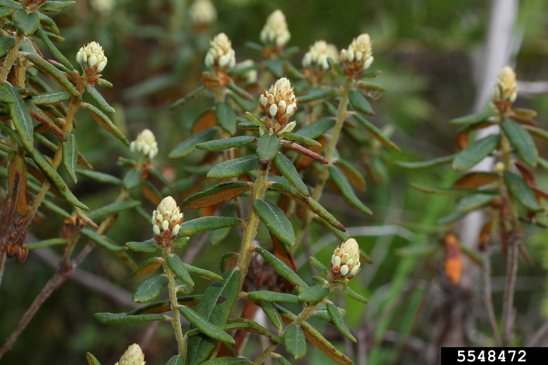 Ledum groenlandicum (Synonym for Rhododendron groenlandicum)