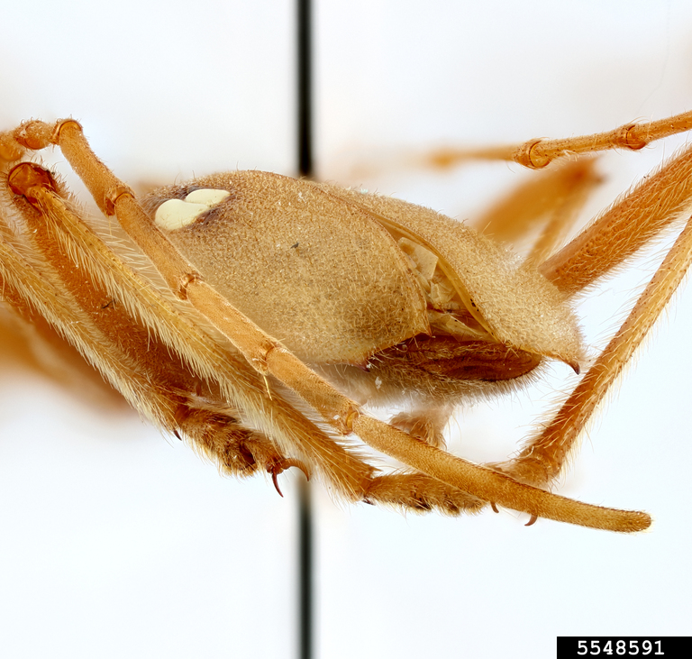 Ivory-marked beetle (Eburia quadrigeminata)