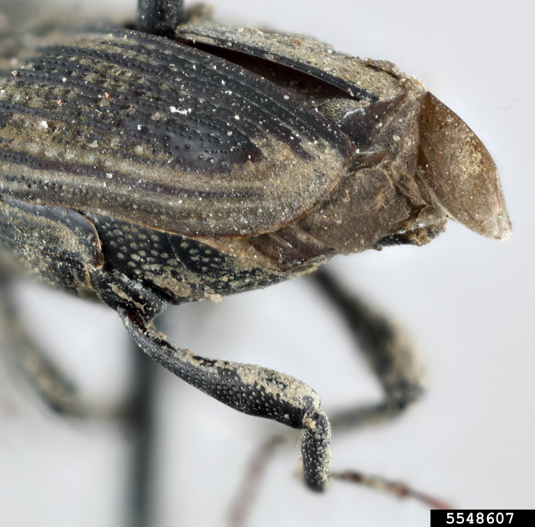 beetle (Sphenophorus rectus Say)