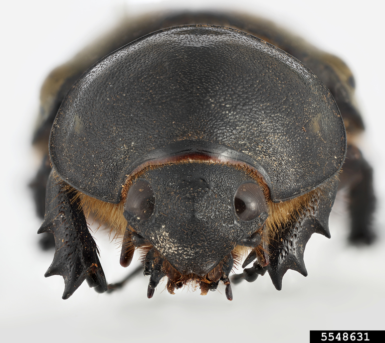 Hercules beetle (Dynastes hyllus Chevrolat)