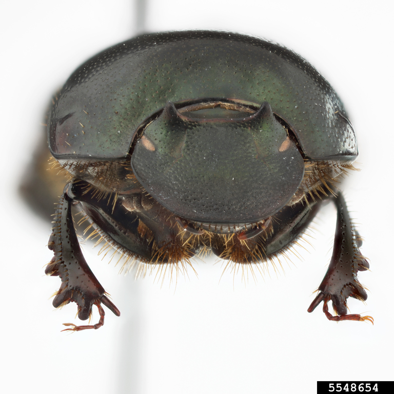 bull-headed dung beetle (Onthophagus taurus)