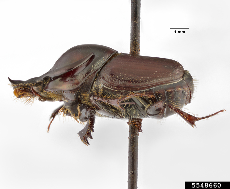 bull-headed dung beetle (Onthophagus taurus)