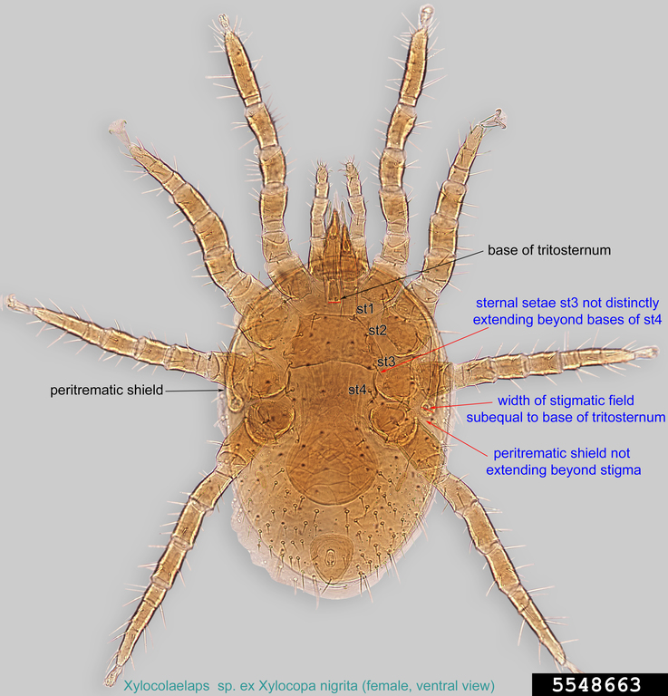 bee mite (Genus Xylocolaelaps)
