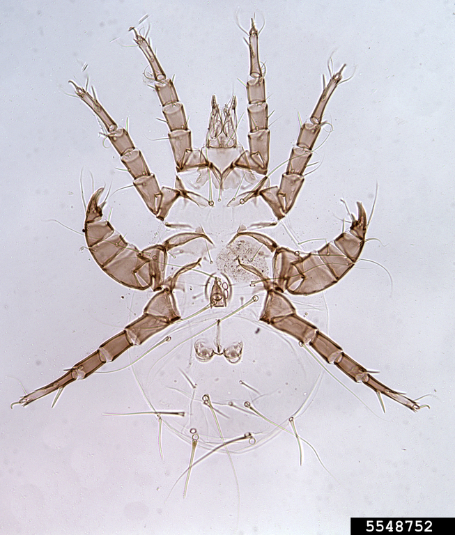 mite (Sancassania polyphyllae)