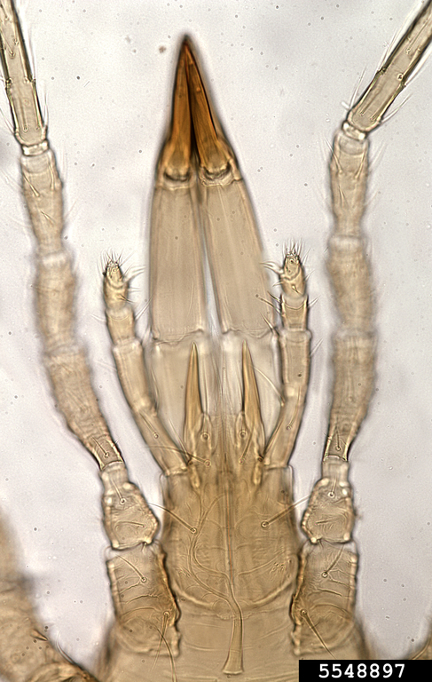 mite (Genus Stratiolaelaps)