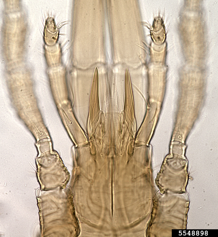 mite (Genus Stratiolaelaps)