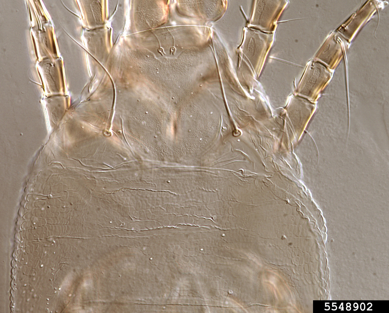 Scaly mite (Suidasia pontifica Oudemans, 1905)