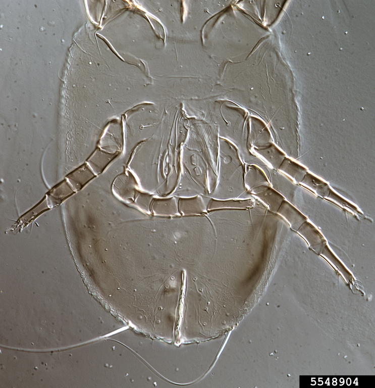 Scaly mite, Suidasia pontifica (Acari: Suidasiidae) - 5548904