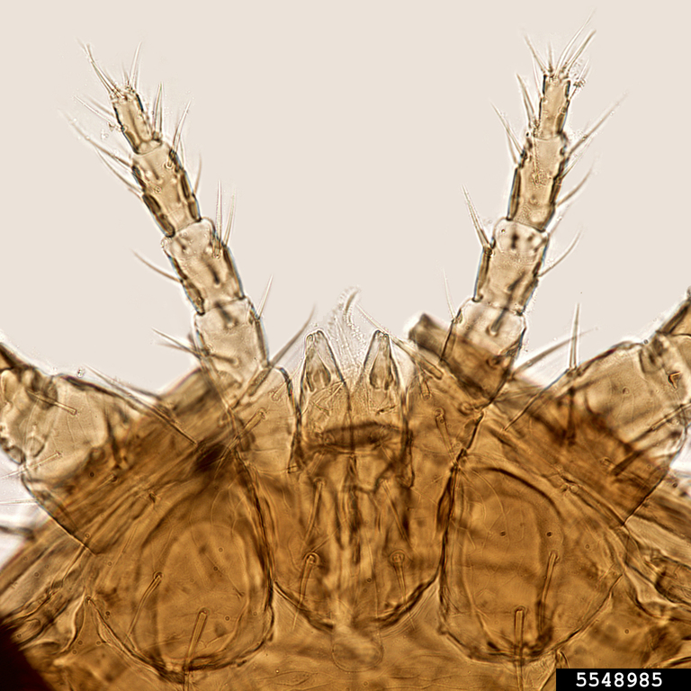 Asian bee mite (Genus Tropilaelaps)
