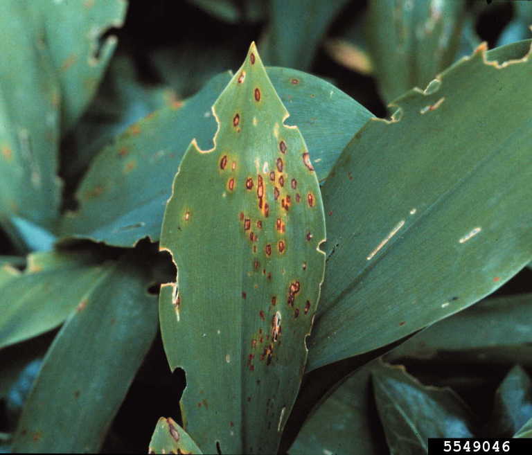 Ascochyta fungi (Mycosphaerella convallariae)