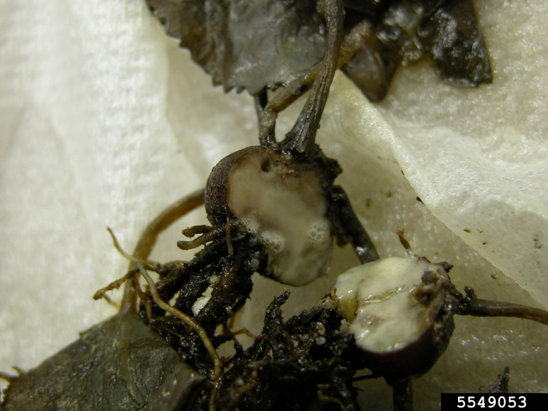 bacteria wilt and soft rot (Dickeya chrysanthemi)