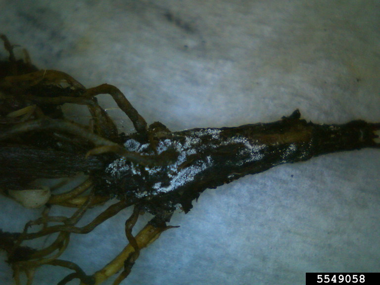 Cylindrocladium root diseases (Genus Cylindrocladium Morgan)