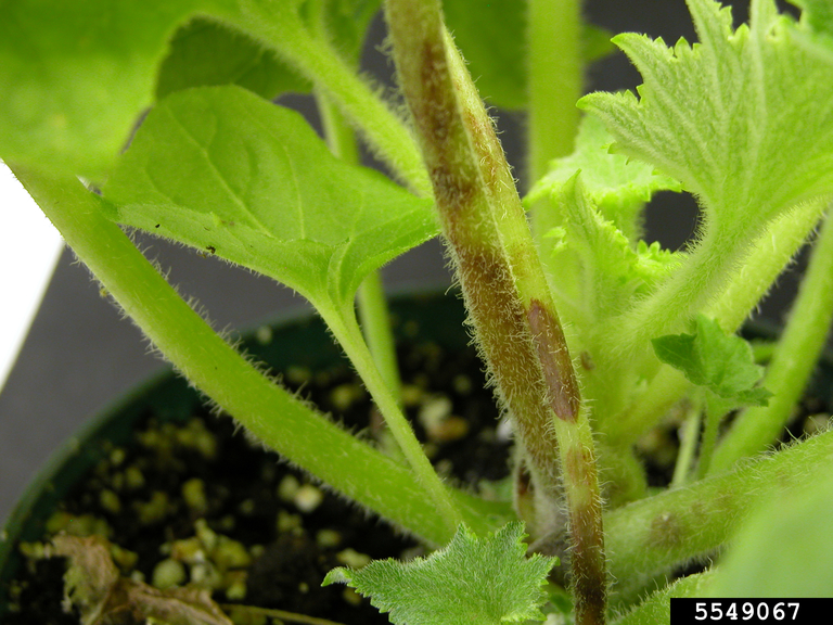 impatiens necrotic spot virus (INSV) (Tospovirus Impatiens necrotic ...