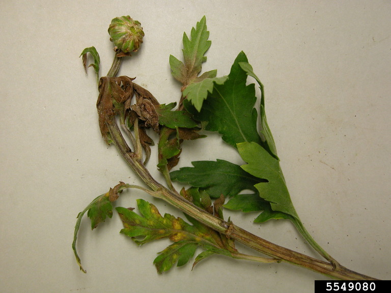 tomato spotted wilt virus (TSWV) (Tospovirus Tomato spotted wilt virus)