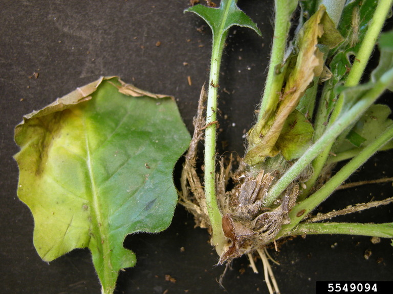 Fusarium damping-off (Fusarium solani)