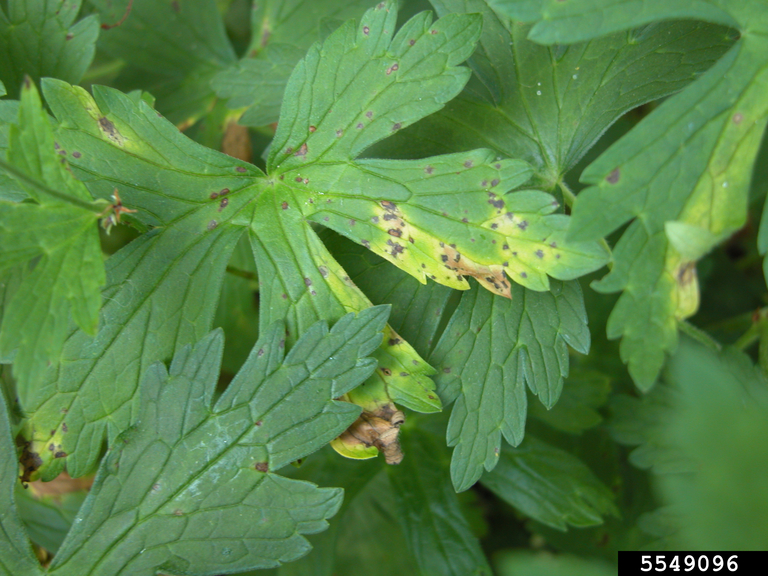 bacterial blight of geranium (Xanthomonas hortorum pv. pelargonii)
