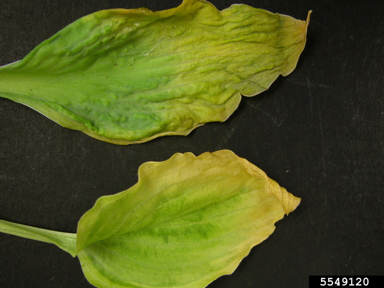 Hosta Virus X (Potexvirus Hosta Virus X (HVX))