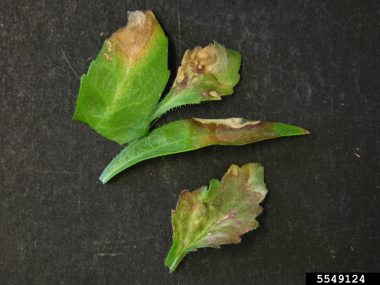 impatiens necrotic spot virus (INSV) (Tospovirus Impatiens necrotic ...