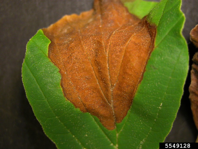 Phyllosticta leaf spot (Phyllosticta hamamelidis)