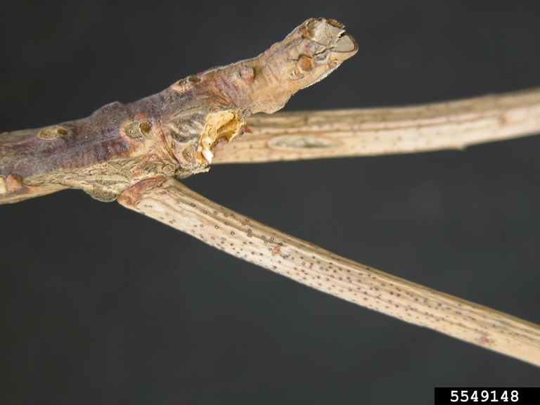 Botryosphaeria canker, white rot (Botryosphaeria dothidea)