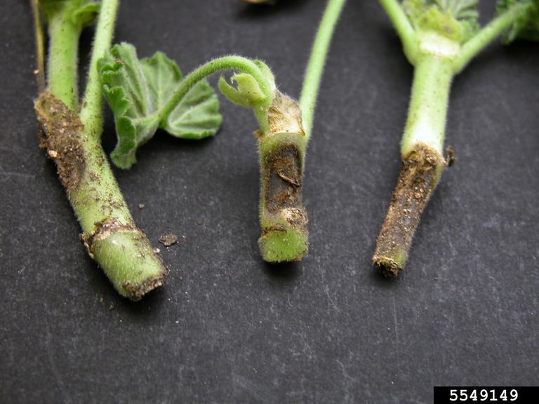 gray mold (Botrytis cinerea)