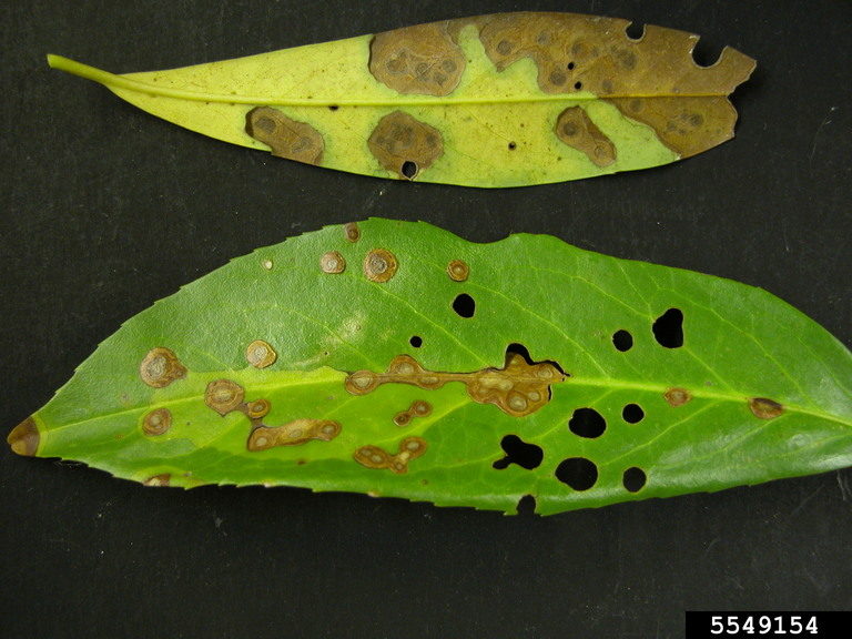 Phyllosticta leaf spots (Genus Phyllosticta Pers.)
