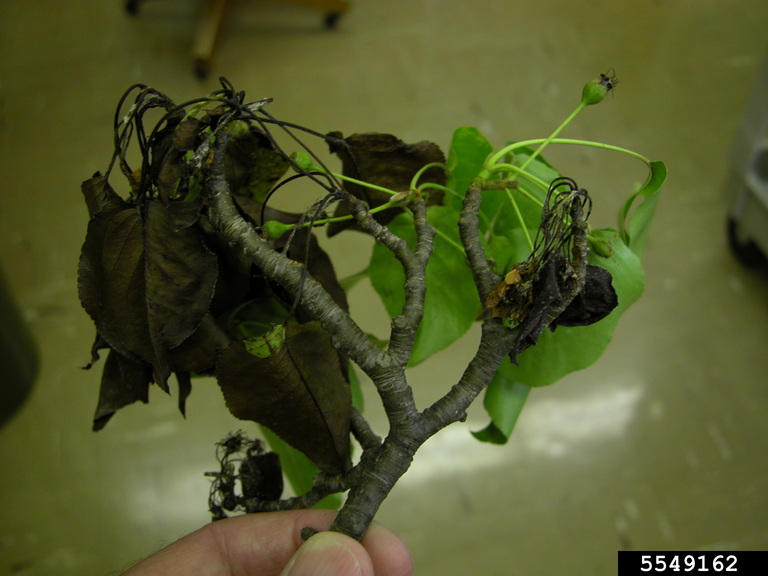 fire blight (Erwinia amylovora ) on pear (Pyrus spp. ) - 5549162