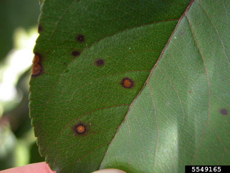 black rot (Botryosphaeria obtusa)