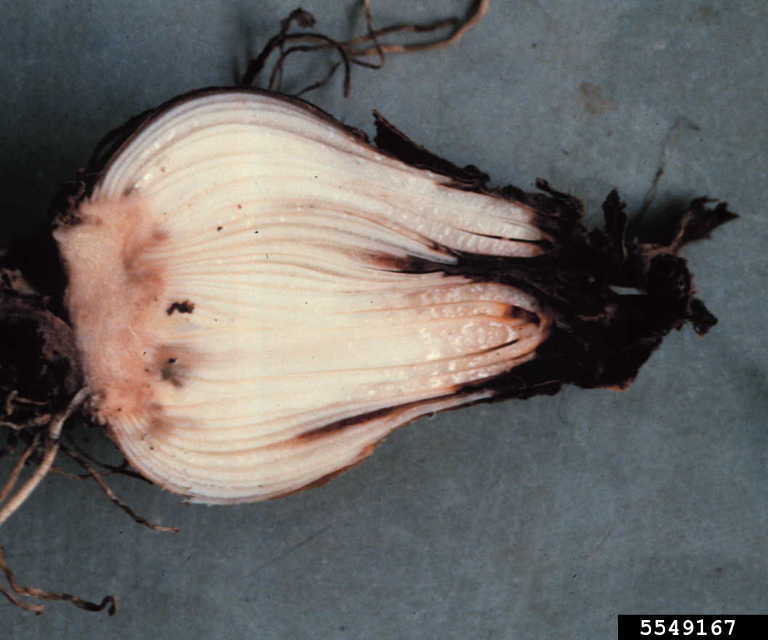 foliar nematodes (Genus Aphelenchoides)
