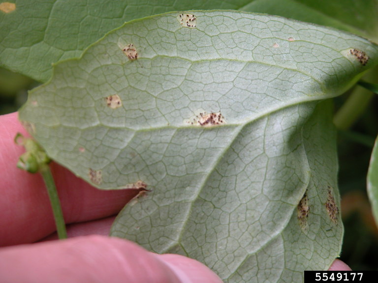 mayapple rust (Allodus podophylli (Schwein.) Arthur)
