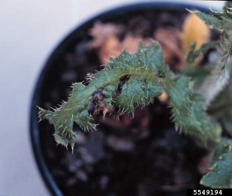 bacterial blight of poppy (Xanthomonas campestris pv. papavericola)