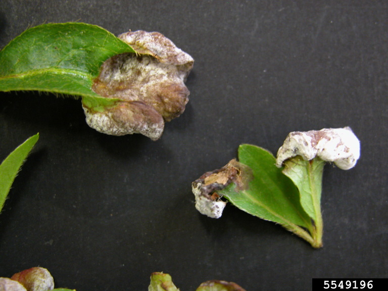 leaf and flower gall (Exobasidium azaleae Peck)