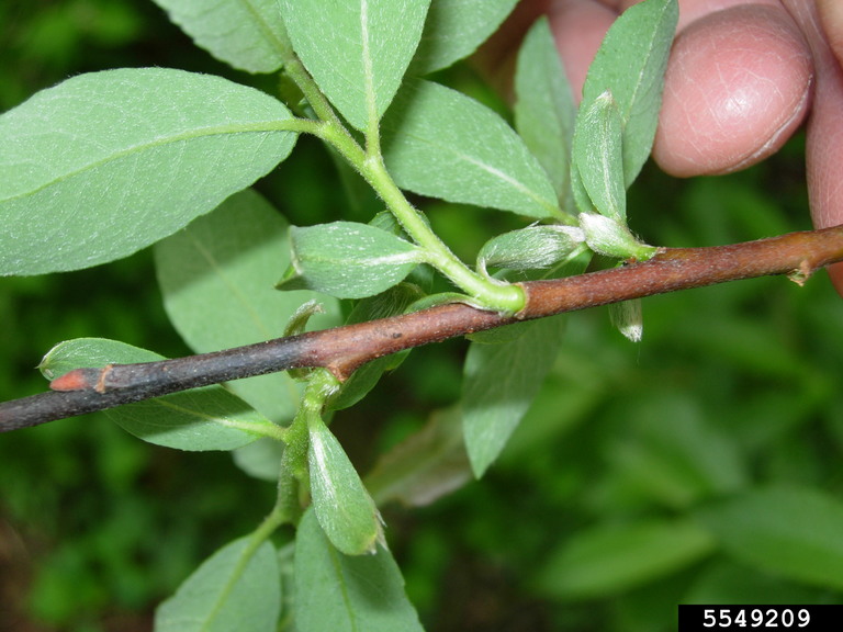 Cytospora cankers (Genus Cytospora Ehrenb.)