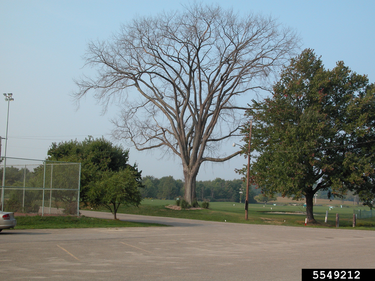 Dutch elm disease (Ophiostoma ulmi (Buisman) Nannf.)