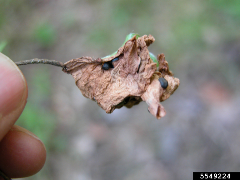 Ovulinia fungus (Ovulinia azaleae F.A. Weiss)