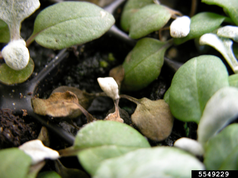 Phytophthora root and stem rot (Phytophthora cryptogea Pethybr. & Laff.)